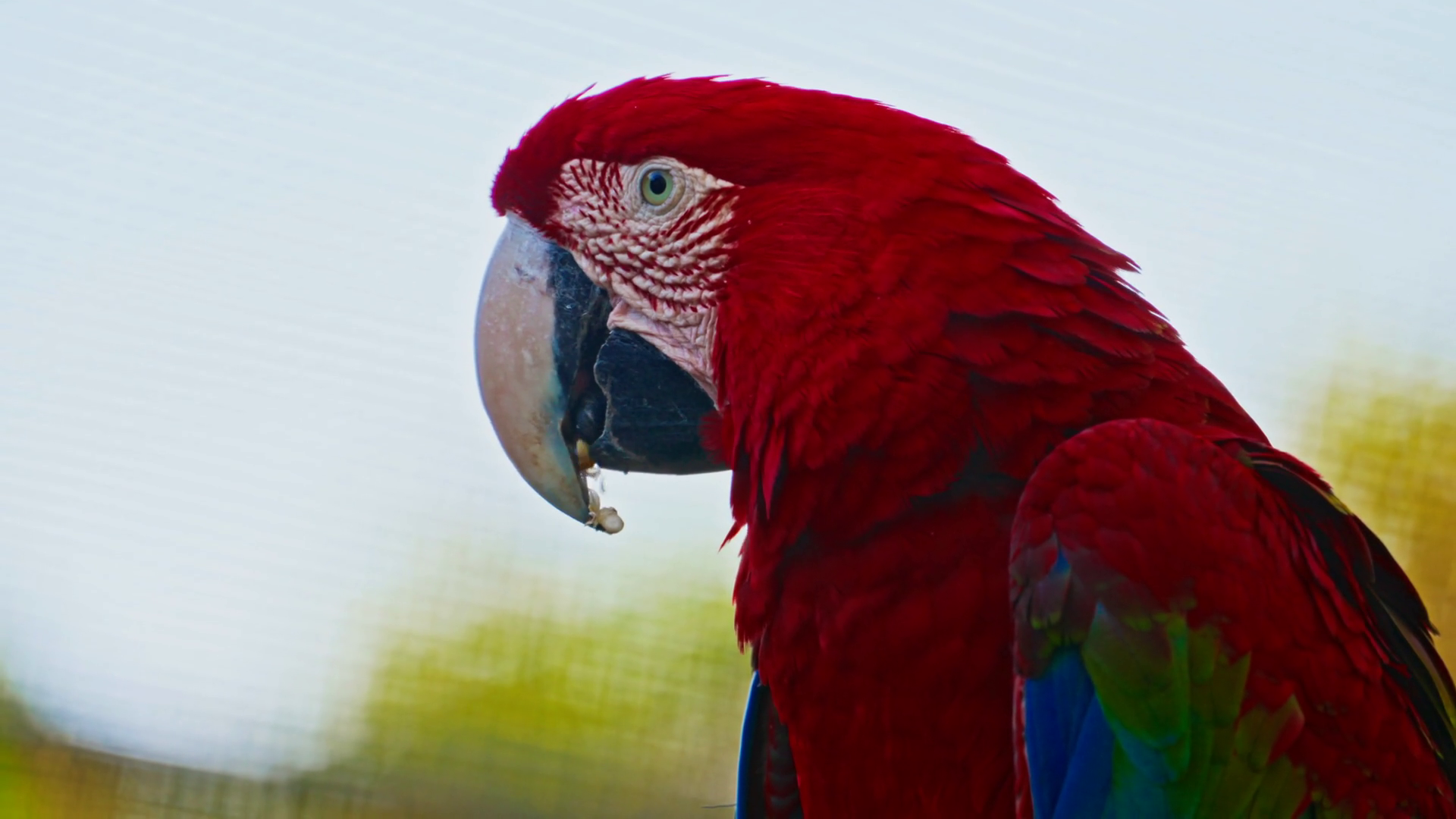 Portrait Of Beautiful Bright Macaw Parrot Stock Footage SBV-352036749 - Storyblocks