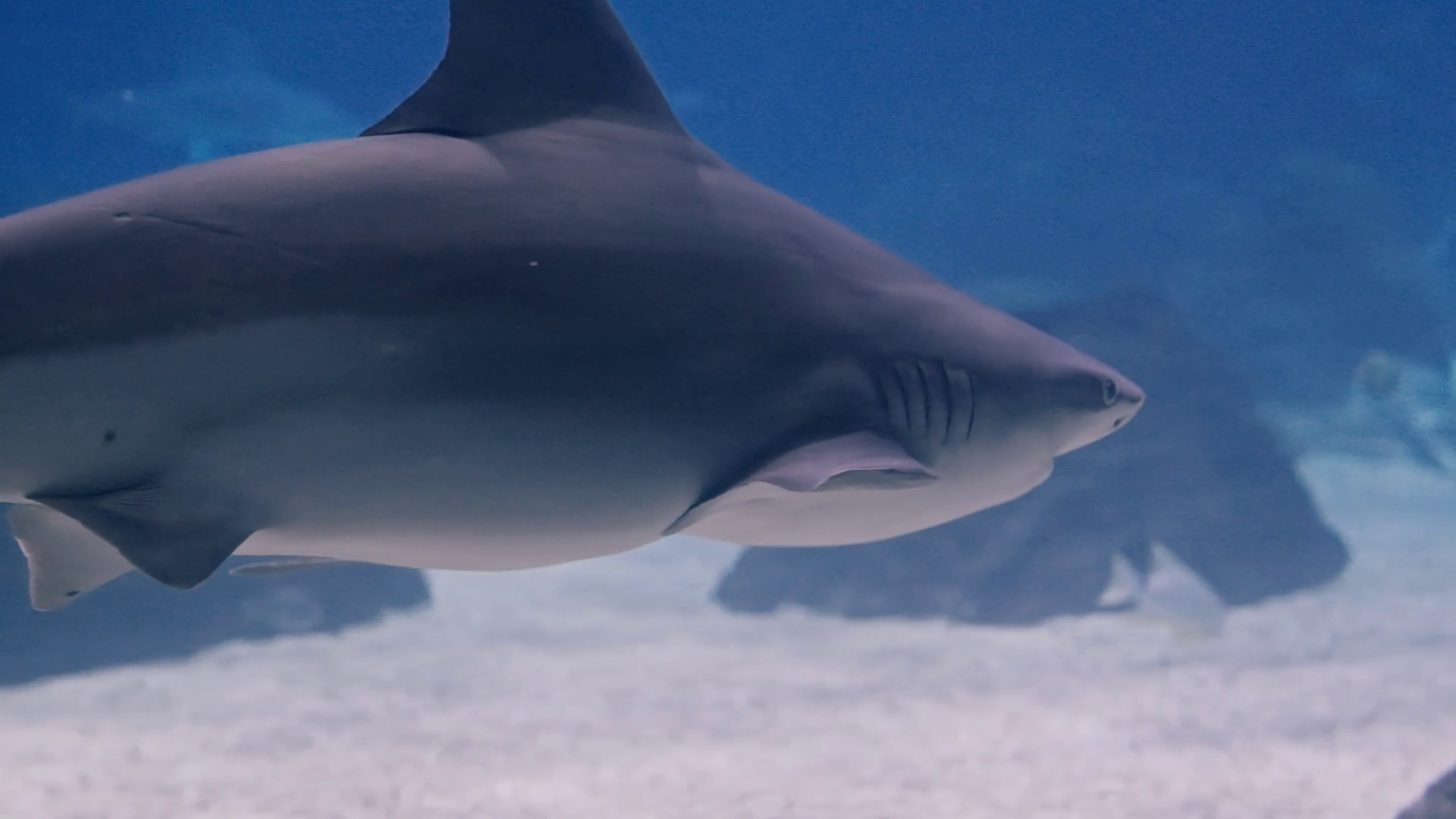 Big Shark Swim In Aquarium Can Get Good Look Stock Footage SBV ...