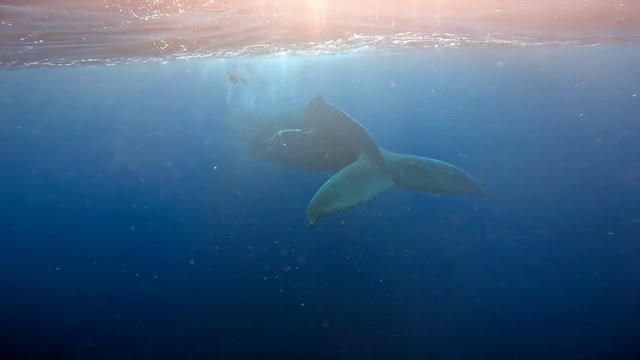 Blue Whale Stock Footage: Royalty-Free Video Clips - Storyblocks