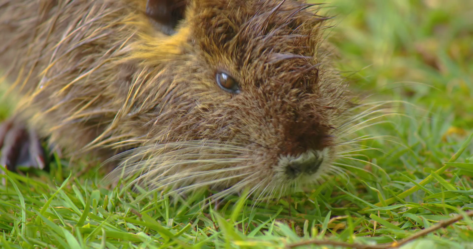 Wet Water Rat Muskrat Crawls On Land In Stock Footage SBV-347731074 ...