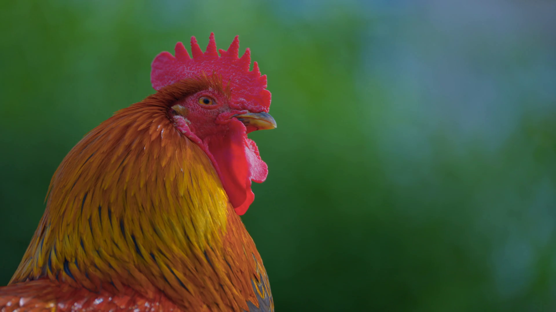 Portrait Of Rooster Crowing In Morning Stock Footage SBV-348841333 ...