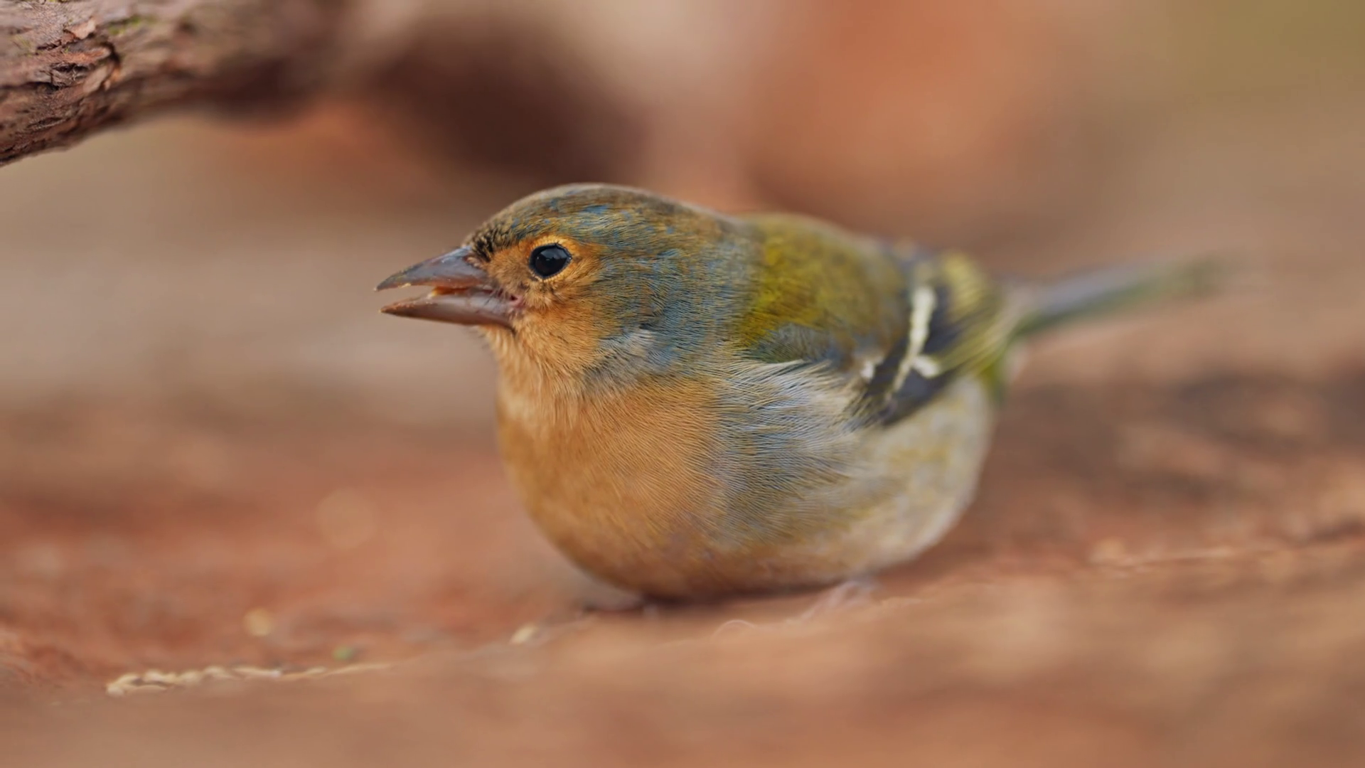 Common Finch With In Forest Madeira Island Stock Footage SBV-348943980 ...