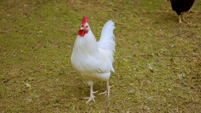 Rooster Crow Stock Footage: Royalty-Free Video Clips - Storyblocks