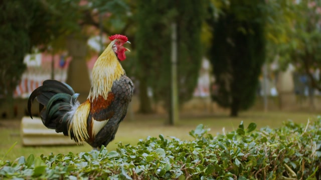 Rooster Stock Footage: Royalty-Free Video Clips - Storyblocks