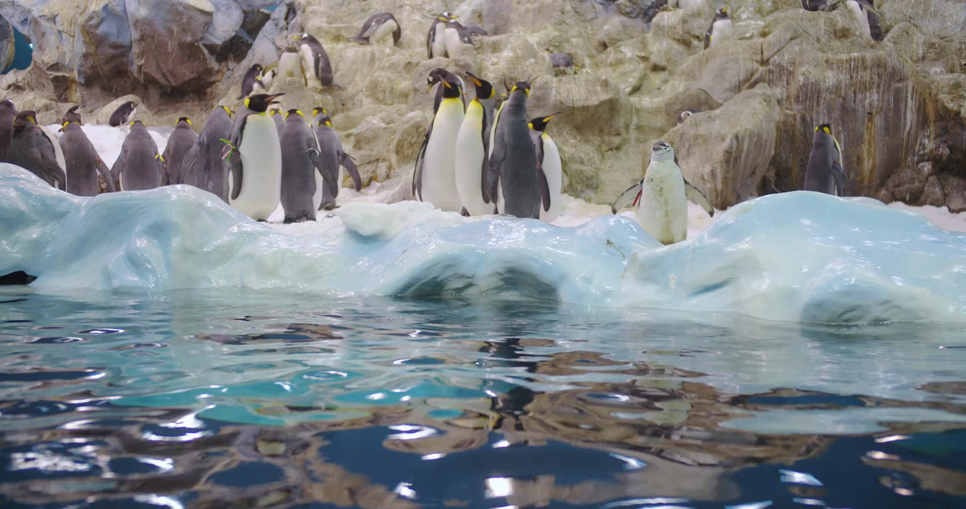 A Group Of Adorable Penguins Up Close Bunch Stock Footage SBV-338137681 ...