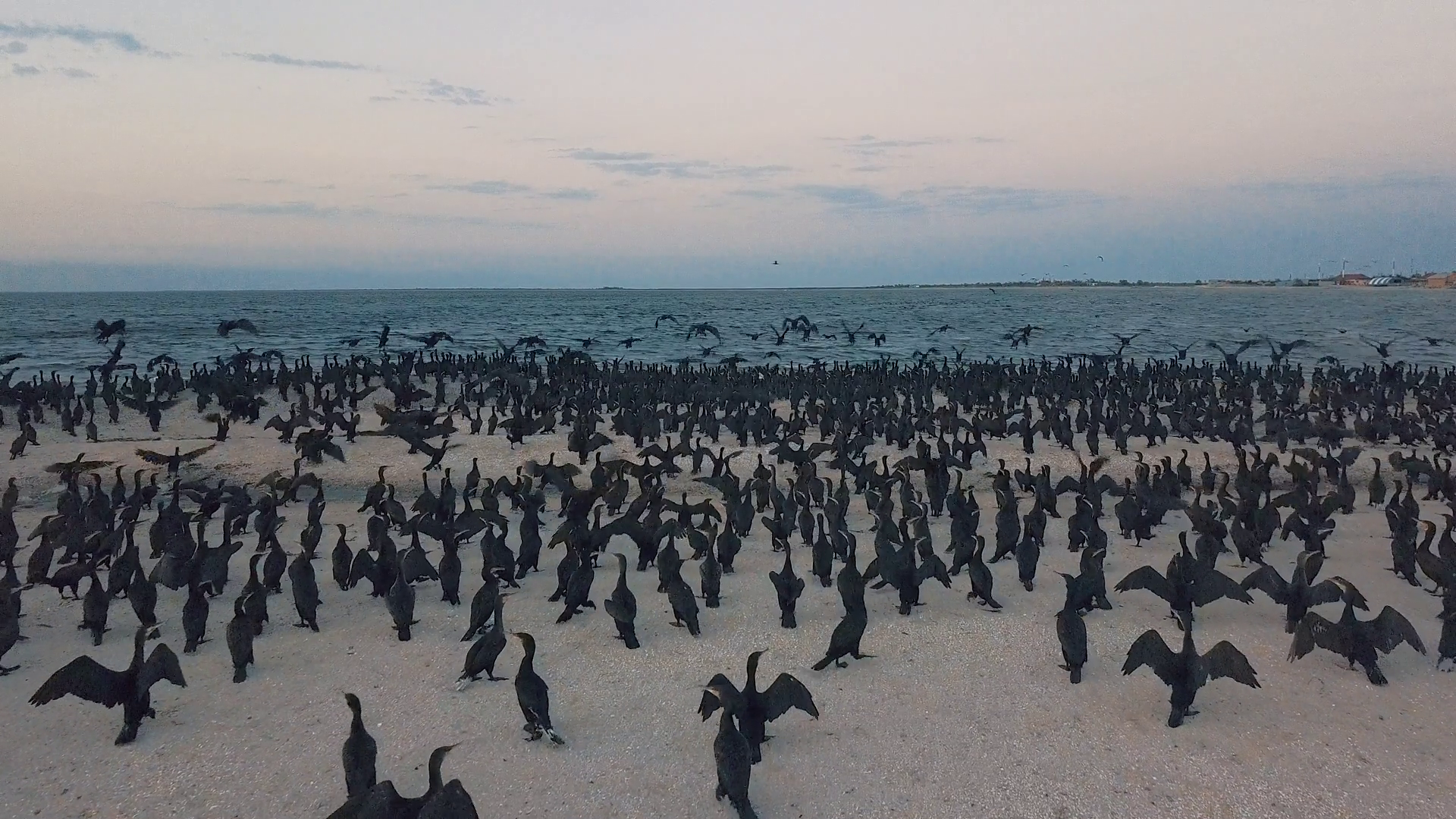 Aerial View Ducks Takeoff Ducks Ashore Stock Footage SBV-317070161 ...