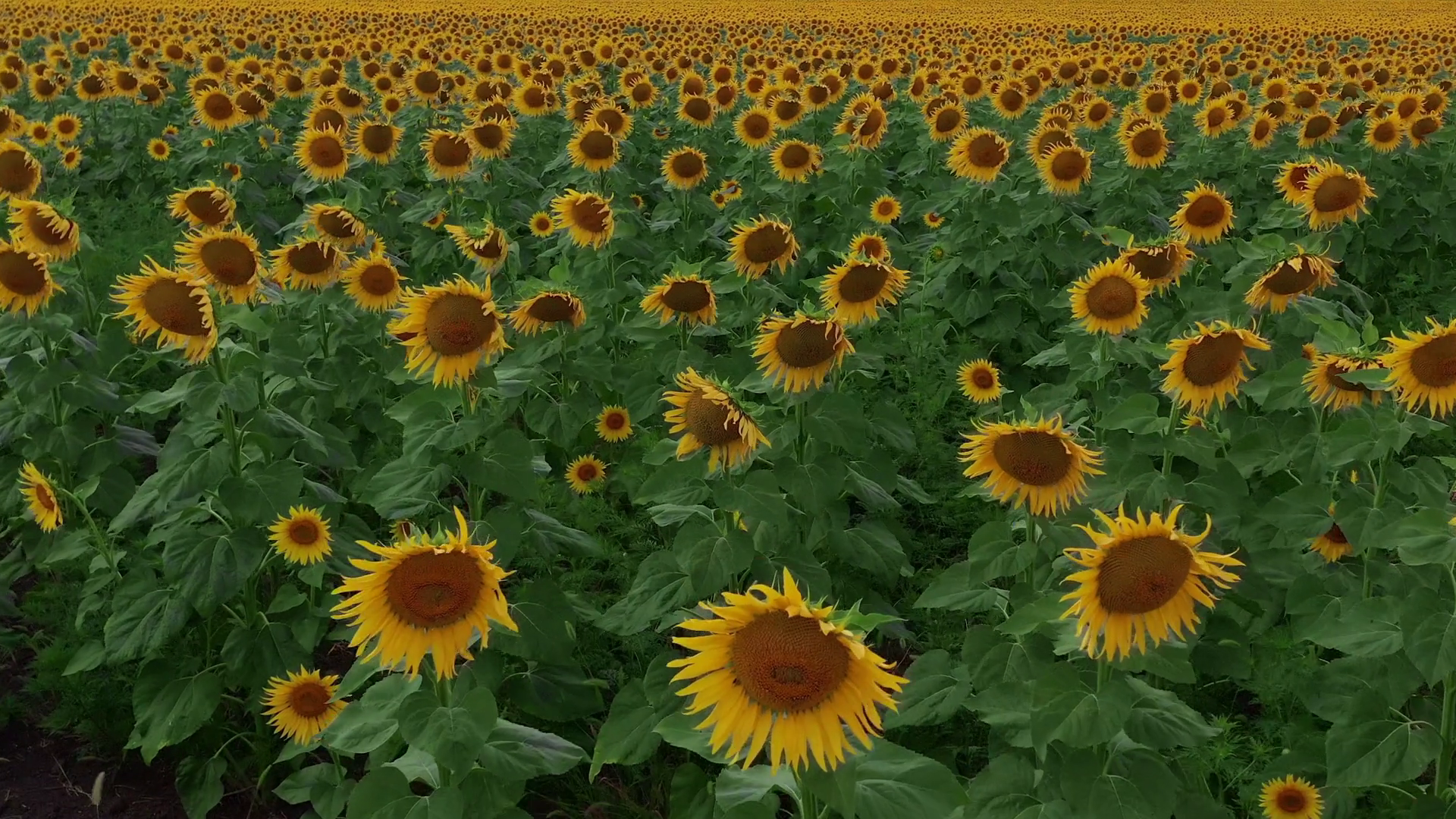 Aerial View Of Sunflowers Field Flight Over Stock Footage SBV-337987851 ...