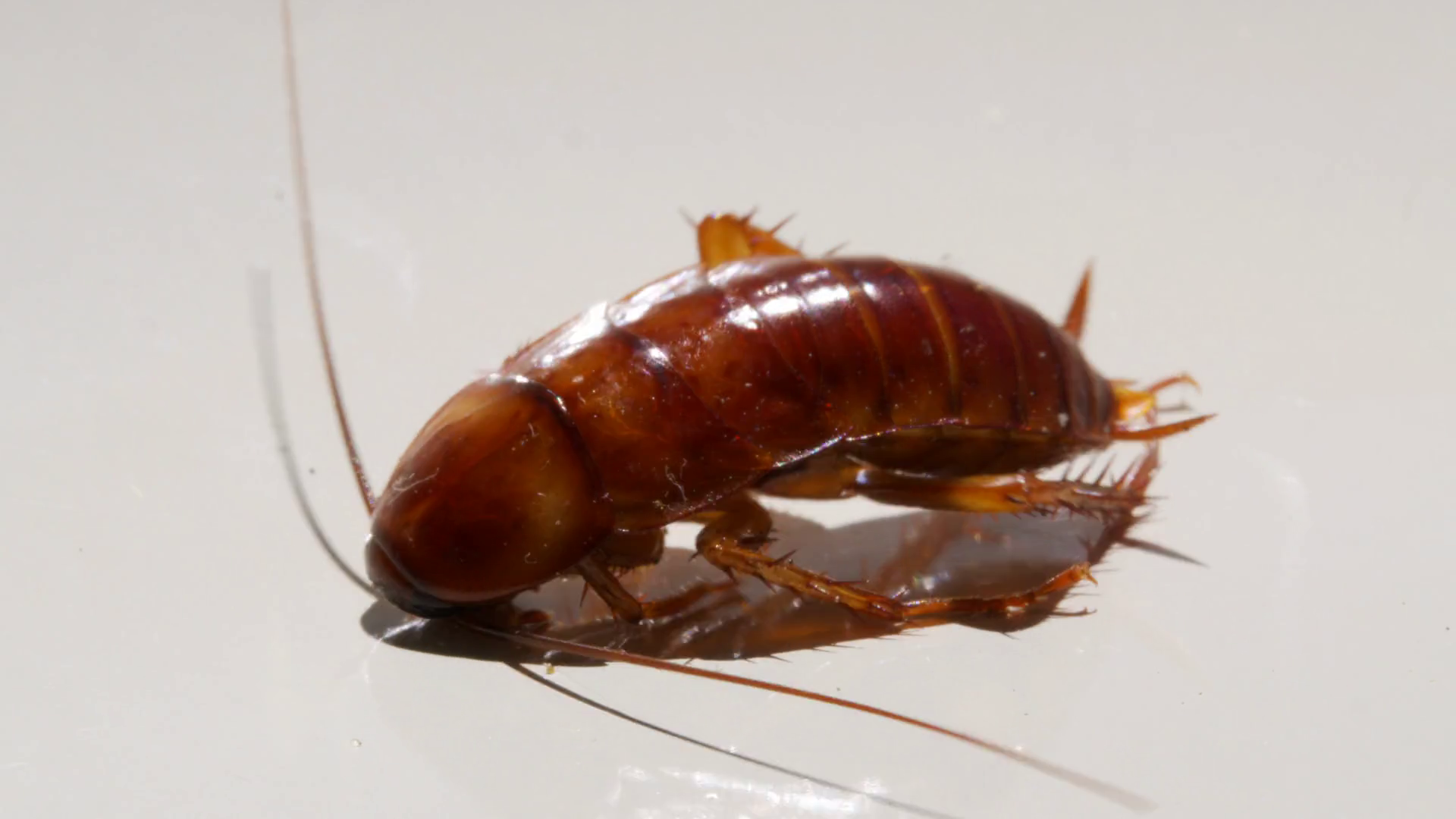 Close Up Cockroach Isolated On White Stock Footage SBV-346432268 ...
