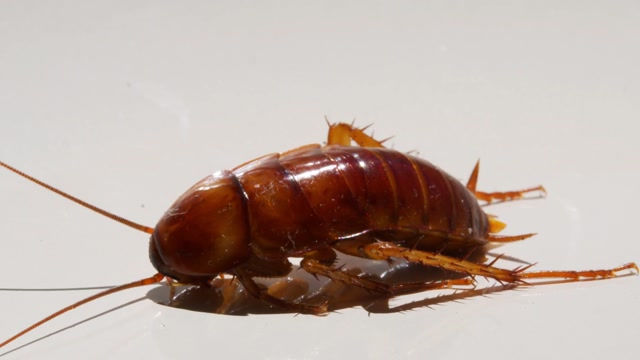 Cut Cockroach Head Stock Footage: Royalty-Free Video Clips - Storyblocks
