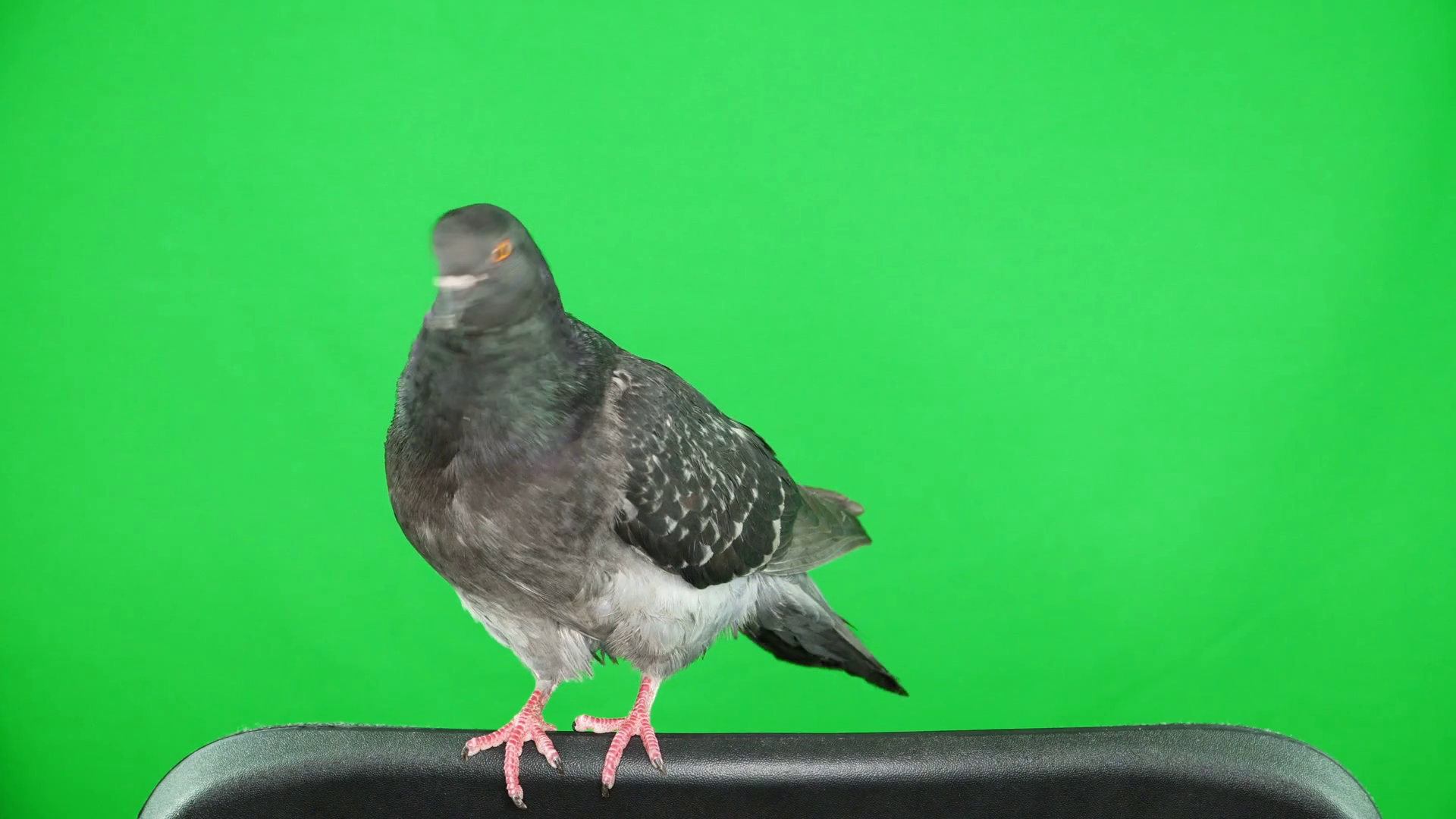 Dove On Green Screen Stock Footage SBV-322088050 - Storyblocks