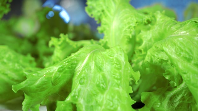 LED Vertical Lettuce Stock Footage: Royalty-Free Video Clips - Storyblocks