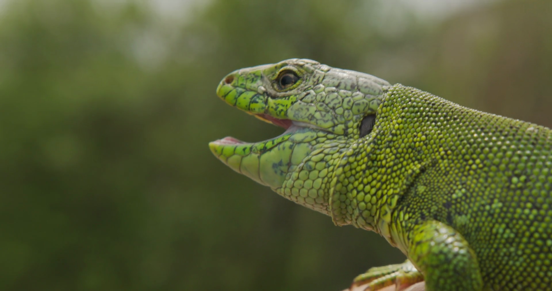 Lizard Portrait Of Green Headed Agama Lizard Stock Footage SBV ...