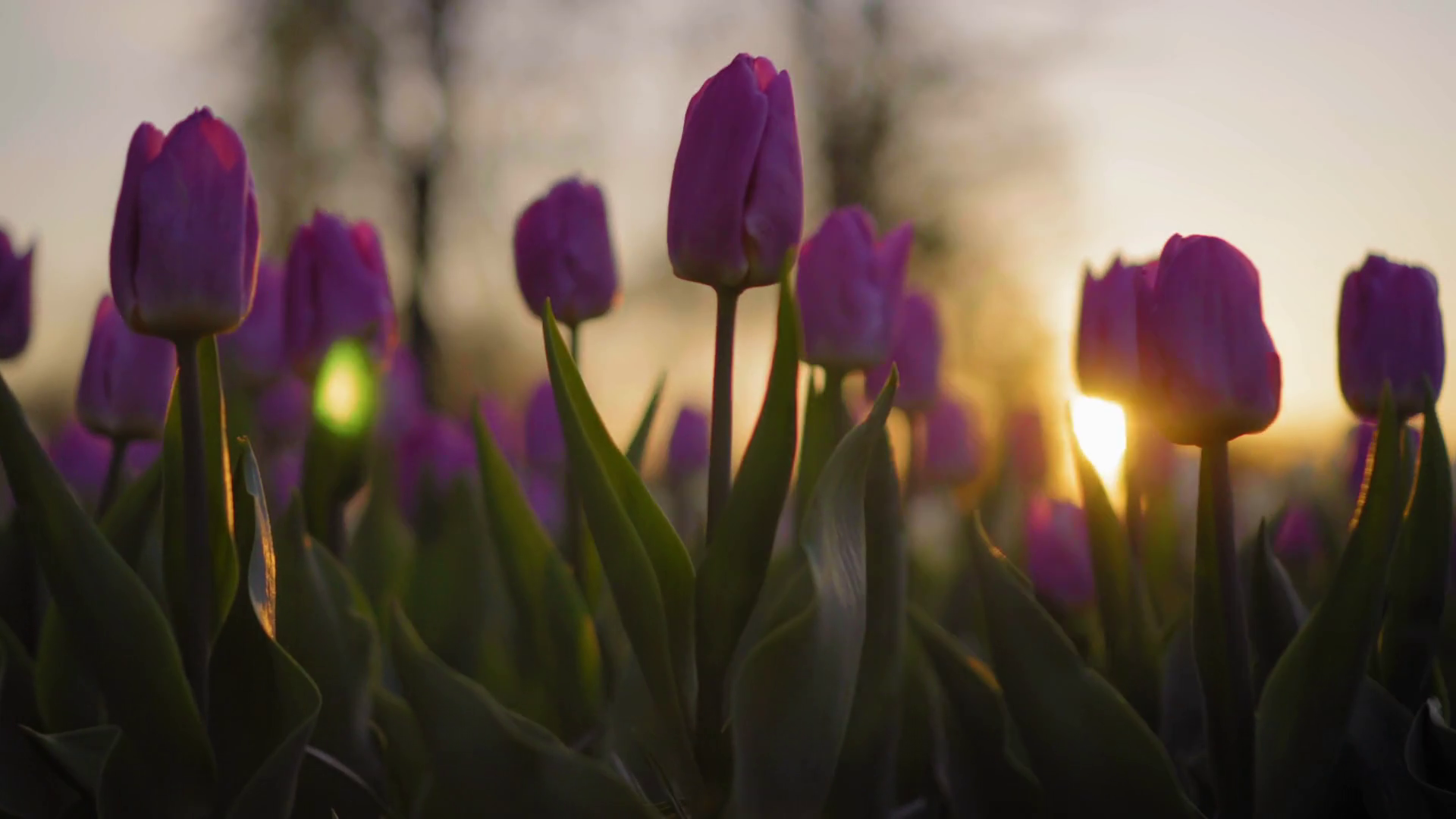 Purple Flowers Tulips Swaying Gently From Stock Footage SBV-334163929 ...
