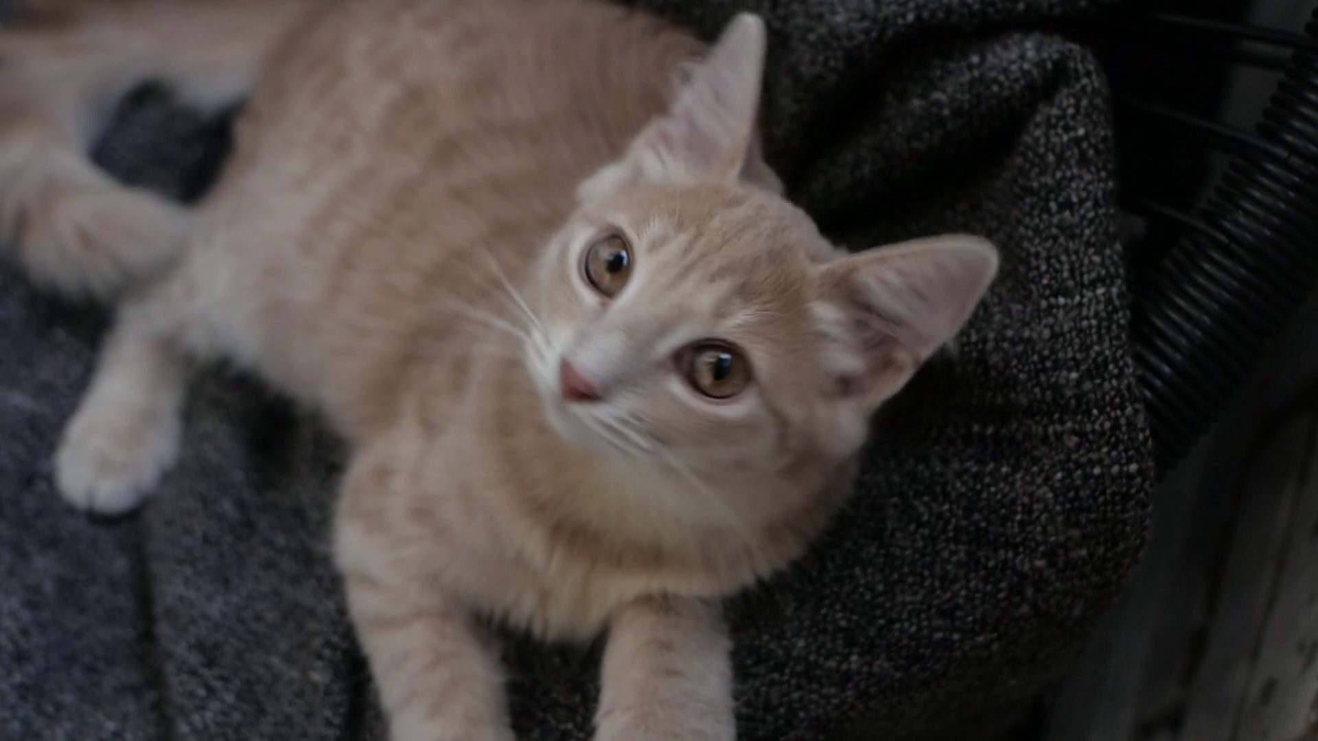 Funny Cat Playing At Home Stock Footage SBV-347117775 - Storyblocks