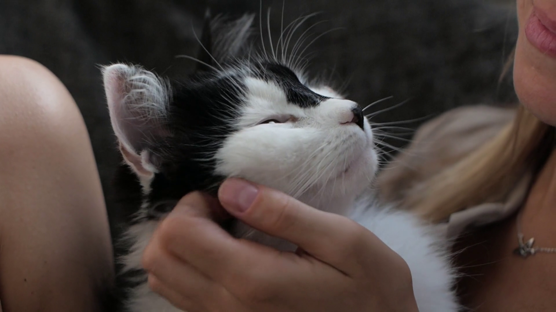 Funny Cat Playing At Home Stock Footage SBV-347117776 - Storyblocks