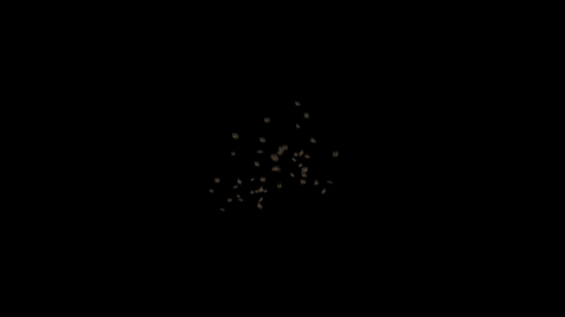 Swarm Of Flies/moths With Alpha Channel Stock Motion Graphics SBV ...