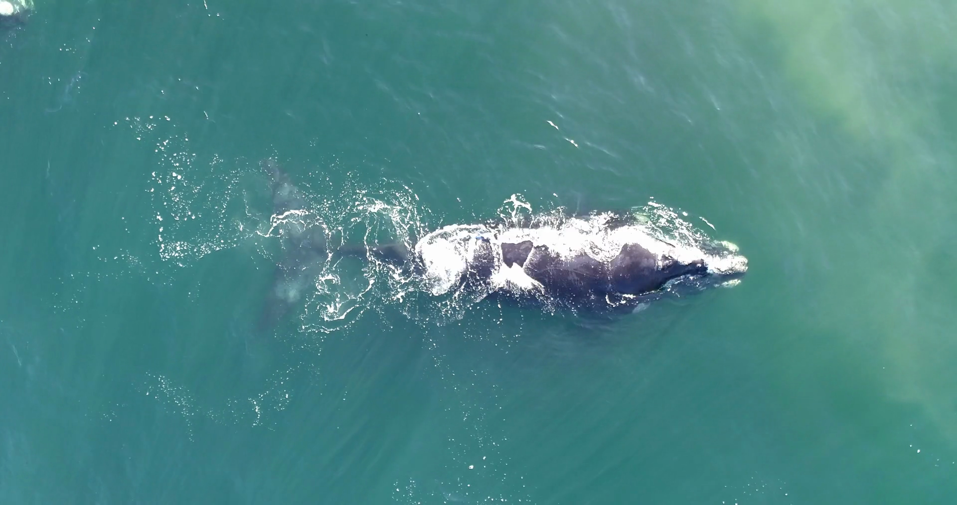 Aerial Shot Of Southern Right Whale Spouting Stock Footage SBV ...