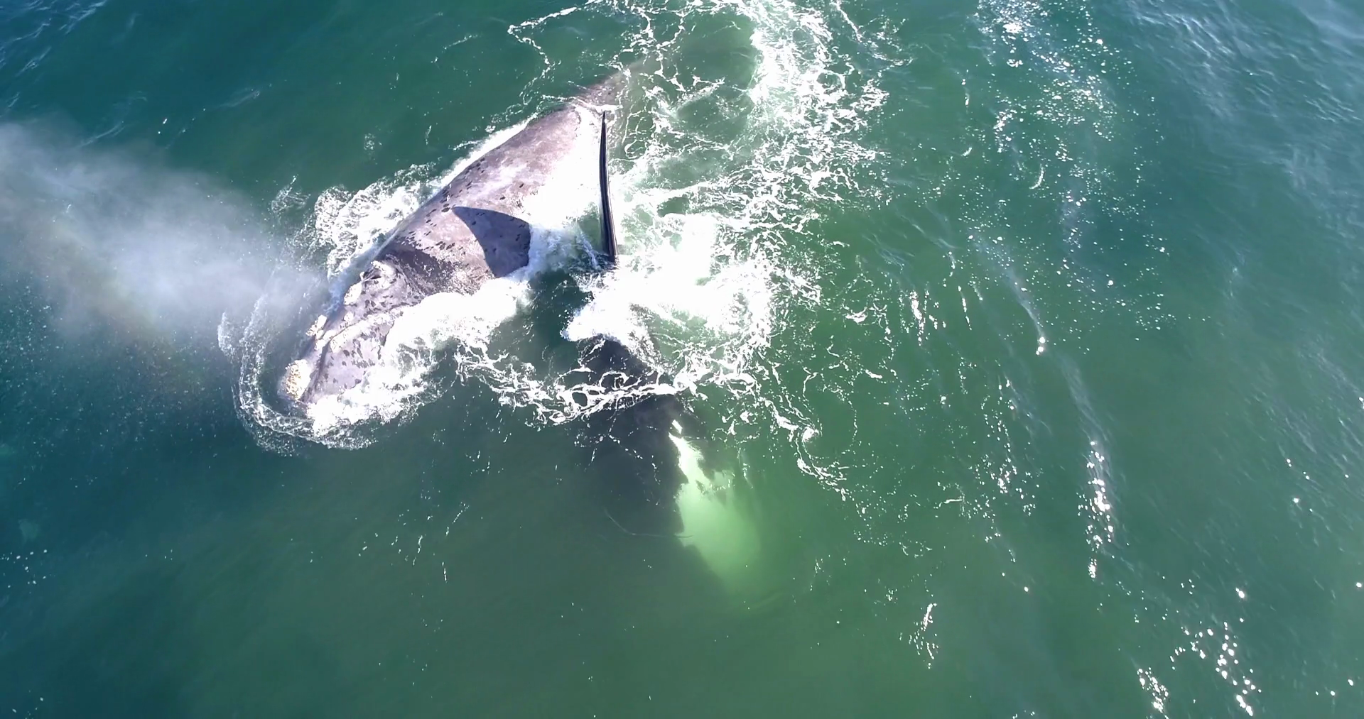 Whale Close Up With Rainbow Spout In Slow Stock Footage SBV-321844851 ...