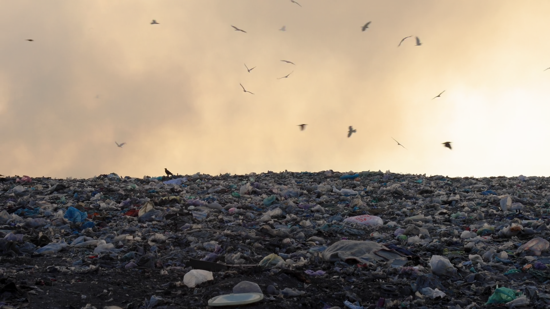 Flying Birds In Burning Garbage Pile In Stock Footage SBV-351930242 ...