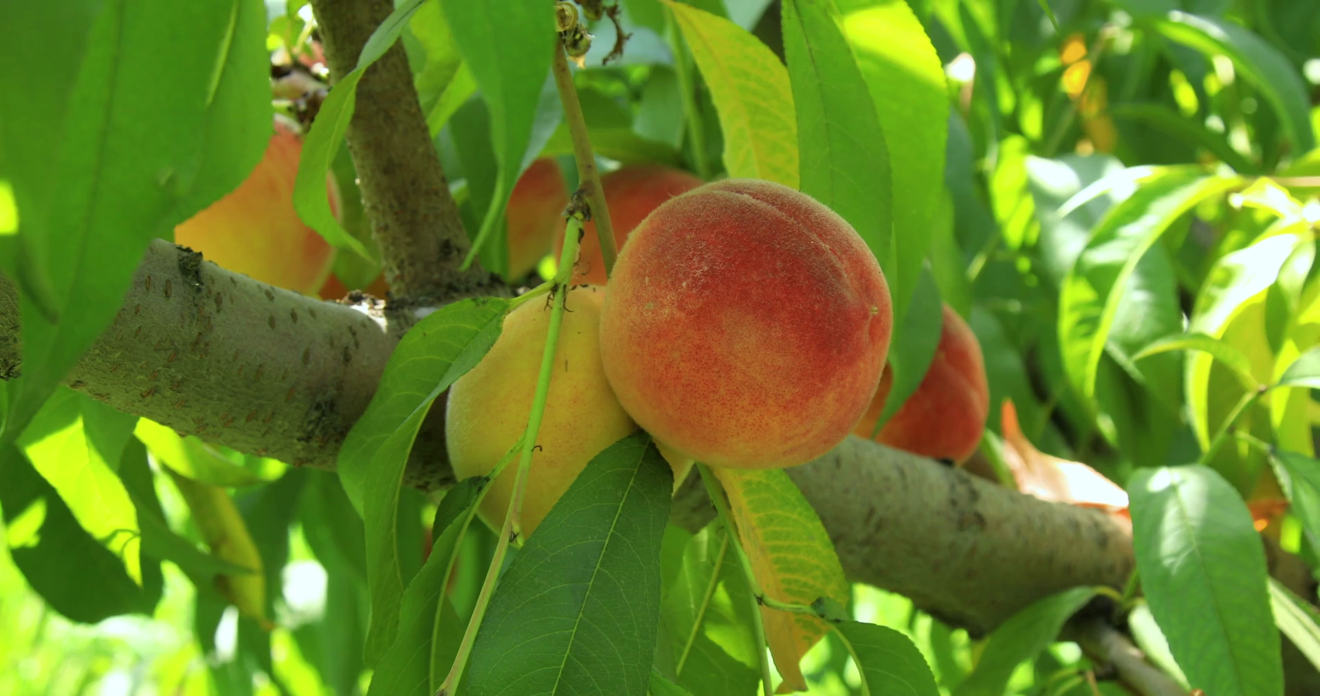 Closeup Of Fresh Organic Peaches Growing On Stock Footage SBV-351930282 ...