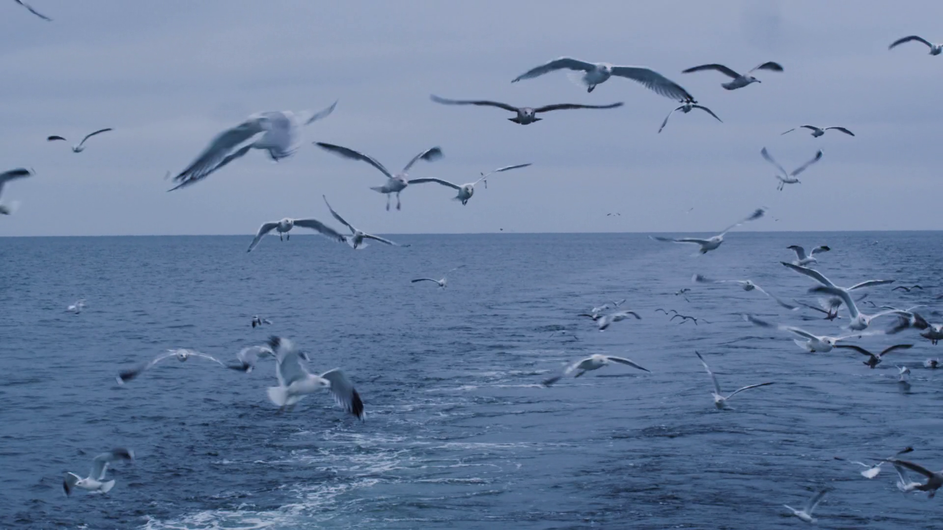 Flock Of Seagulls Fly Over Sea Looking Food Stock Footage SBV-352123327 ...