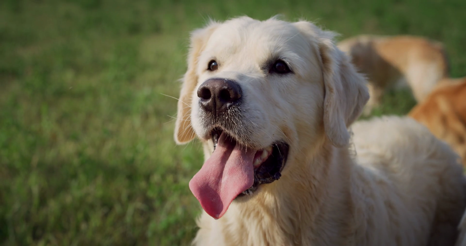 Portrait Of Cute Loyal Golden Retriever Dog Stock Footage SBV-348540350 ...