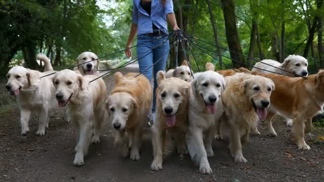 Dog Breeds Stock Footage: Royalty-Free Video Clips - Storyblocks