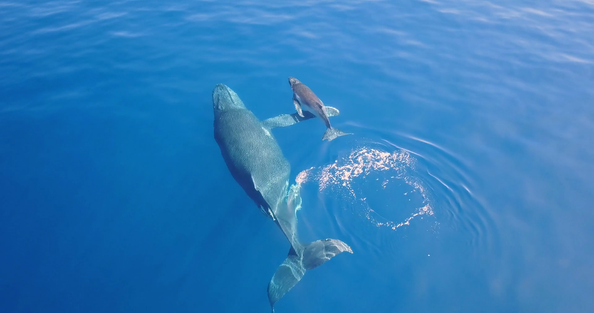 Aerial View Of Whale In Ocean Swimming Next Stock Footage SBV-348609624 ...