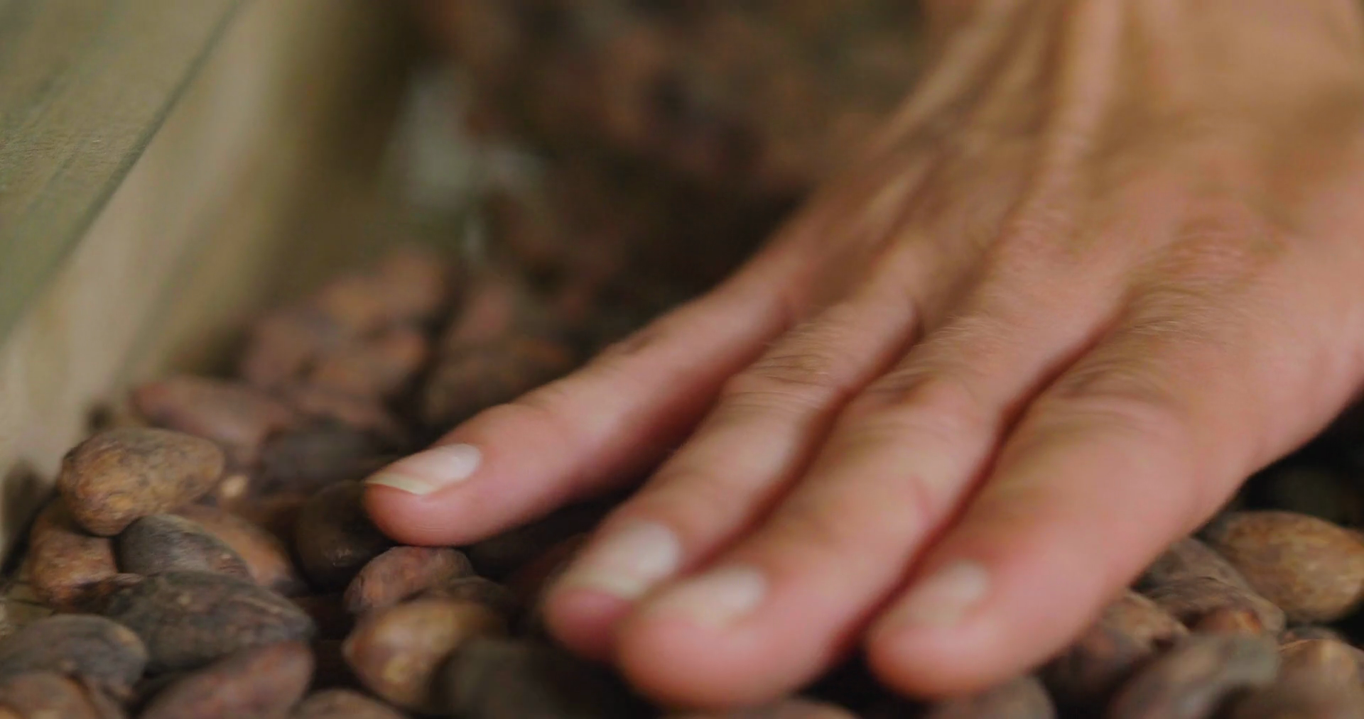 Close-up Of Hand Holding Cocoa Beans Are Stock Footage SBV-348700574 ...