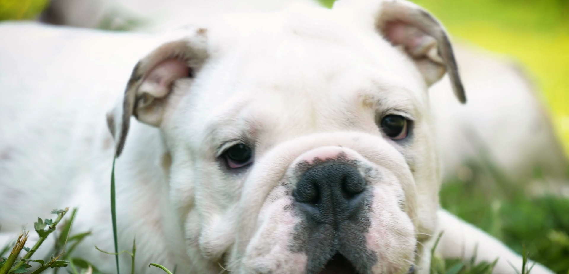 Portrait Of Couple Of Bulldogs Playing In Stock Footage SBV-348609744 ...