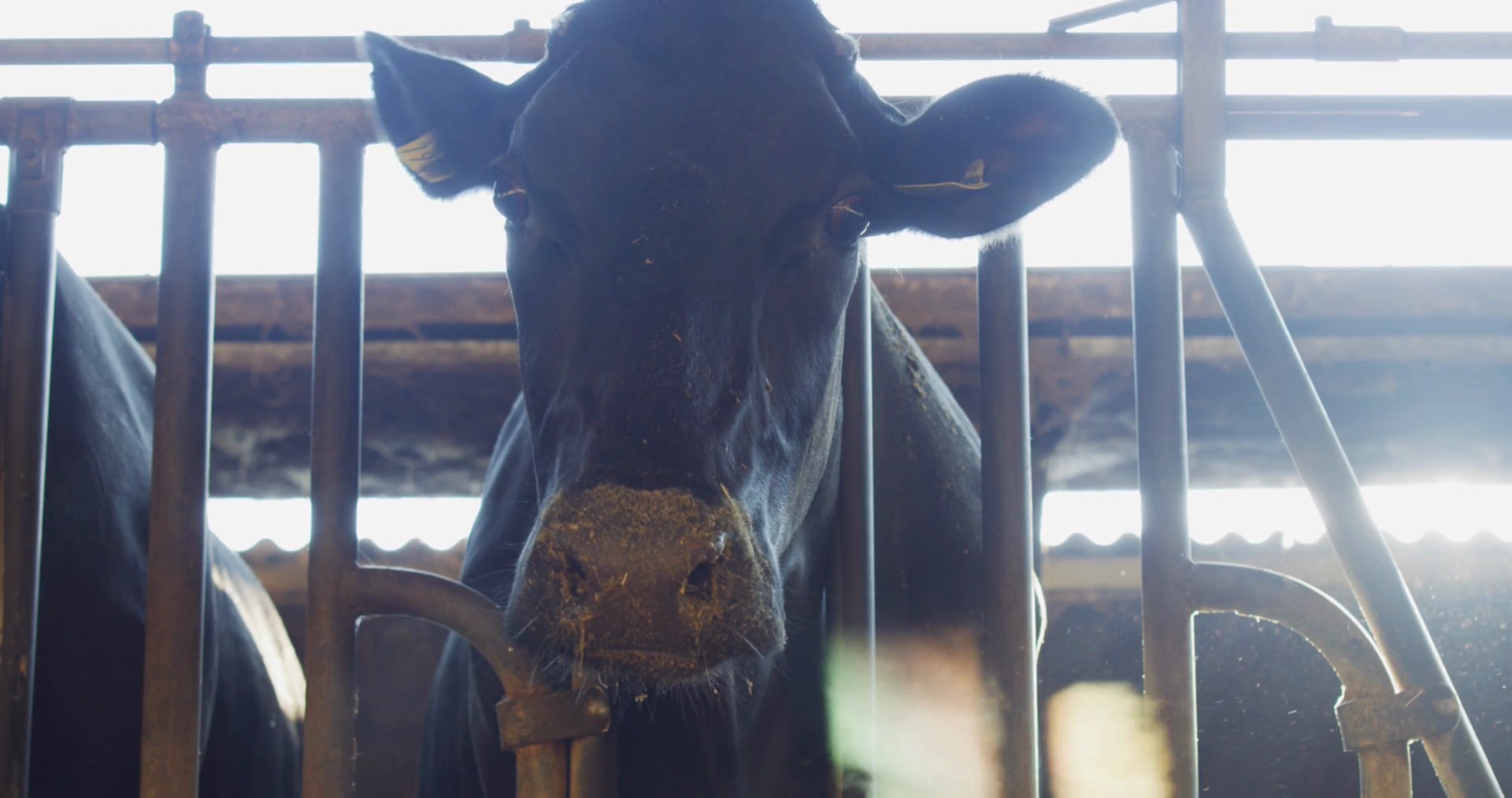Slow Motion Of Ecologically Grown Cows Used Stock Footage SBV-348699867 ...