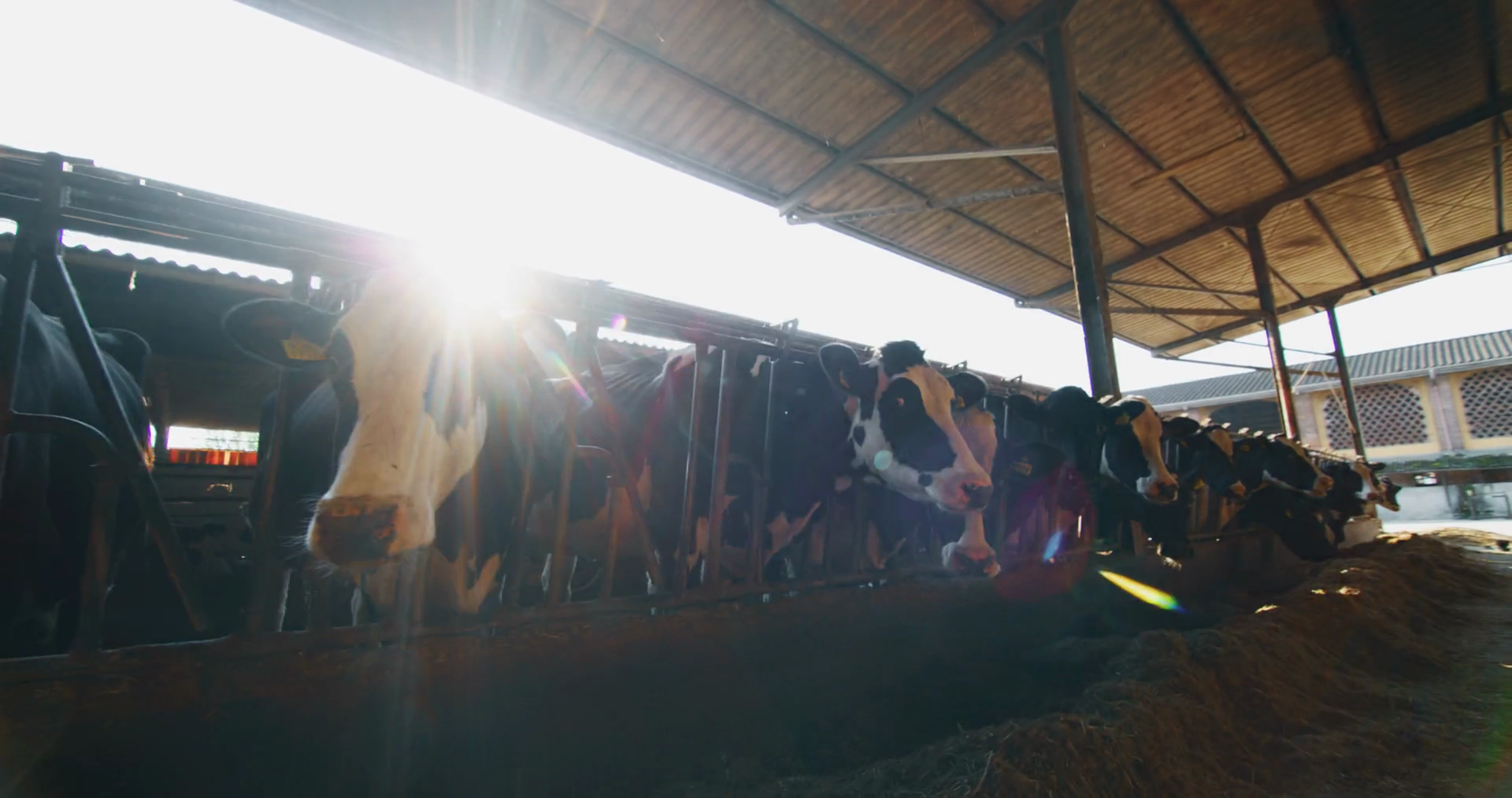 Slow Motion Of Ecologically Grown Cows Used Stock Footage SBV-348699907 ...