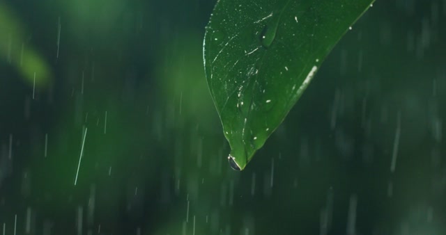 Nature Rain Slow Stock Footage: Royalty-Free Video Clips - Storyblocks