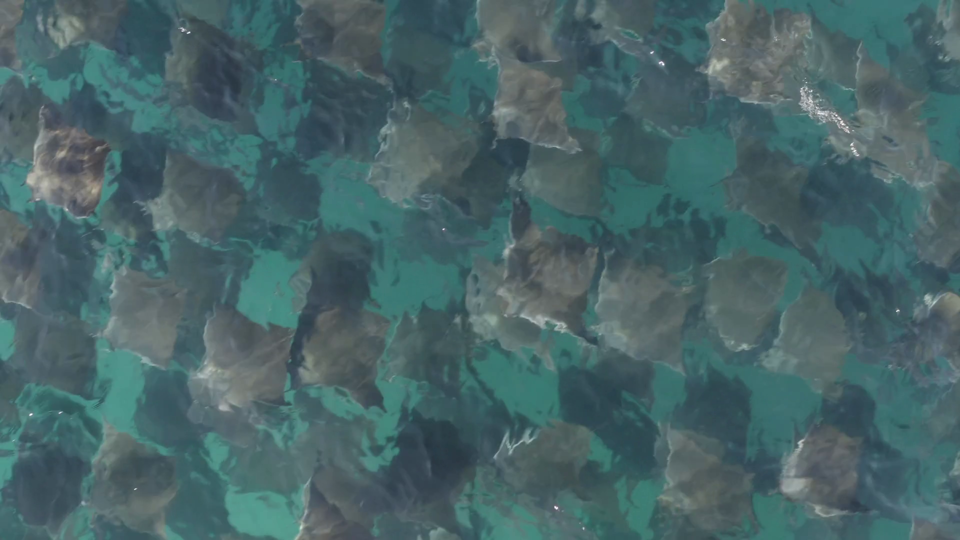 Aerial Close Up Shot Of Mass Stingray Stock Footage SBV-348537702 ...