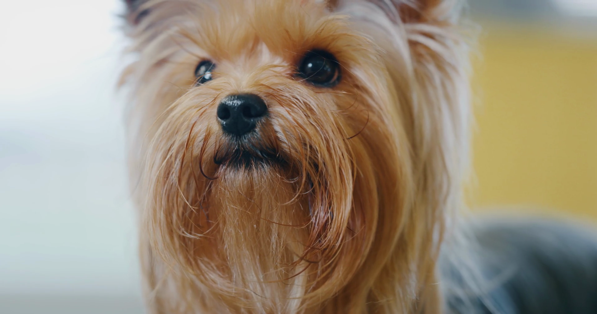Portrait Of Yorkshire Terrier Being Brushed Stock Footage SBV-348609963 ...