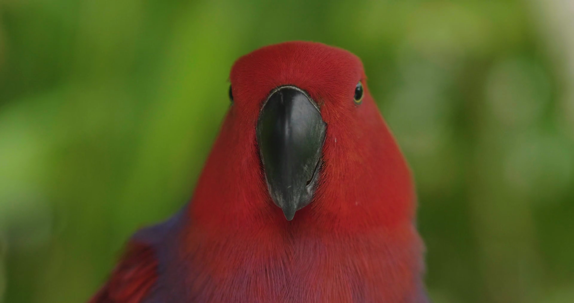 Close Up Red Macaw Parrot With Beautiful Stock Footage SBV-348610763 ...