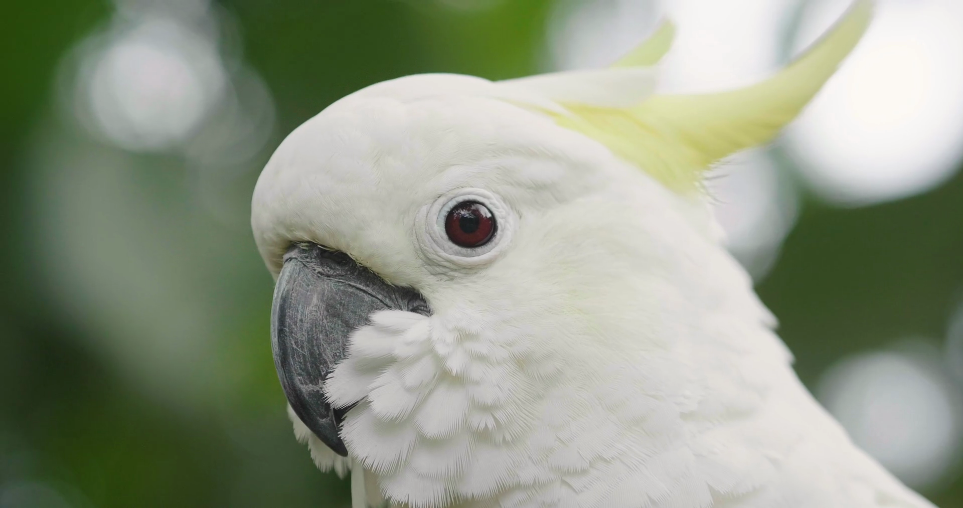 Close Up White Cacadu Bird Stock Footage SBV-348610774 - Storyblocks