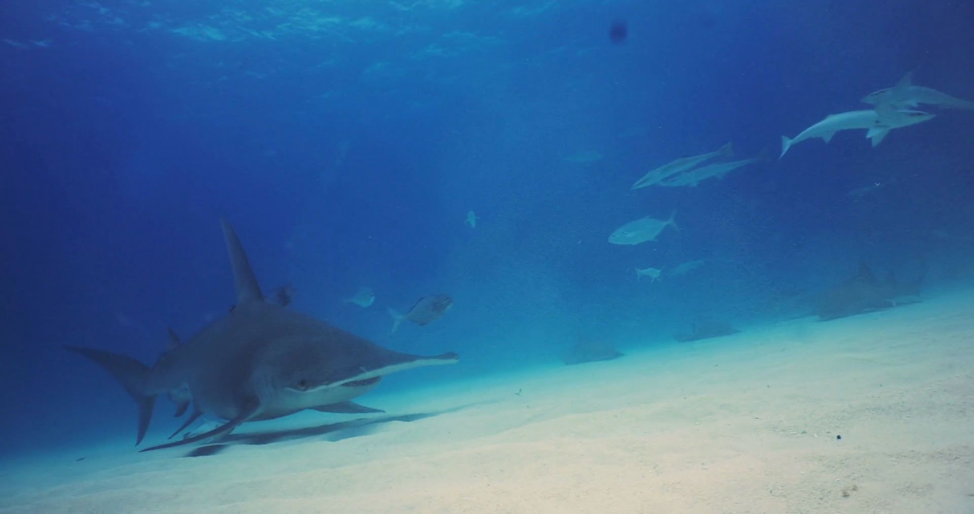 Underwater Shooting Of Expert Divers Take Stock Footage SBV-348610942 ...