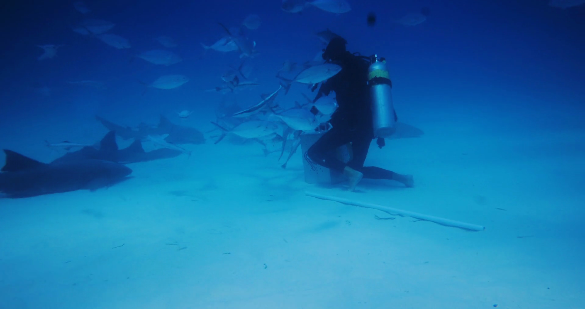 Underwater Shooting Of Expert Divers Take Stock Footage SBV-348610951 ...