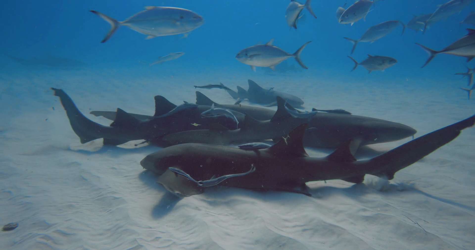 Underwater Shooting Of Sharks Swimming In Stock Footage SBV-348610931 ...