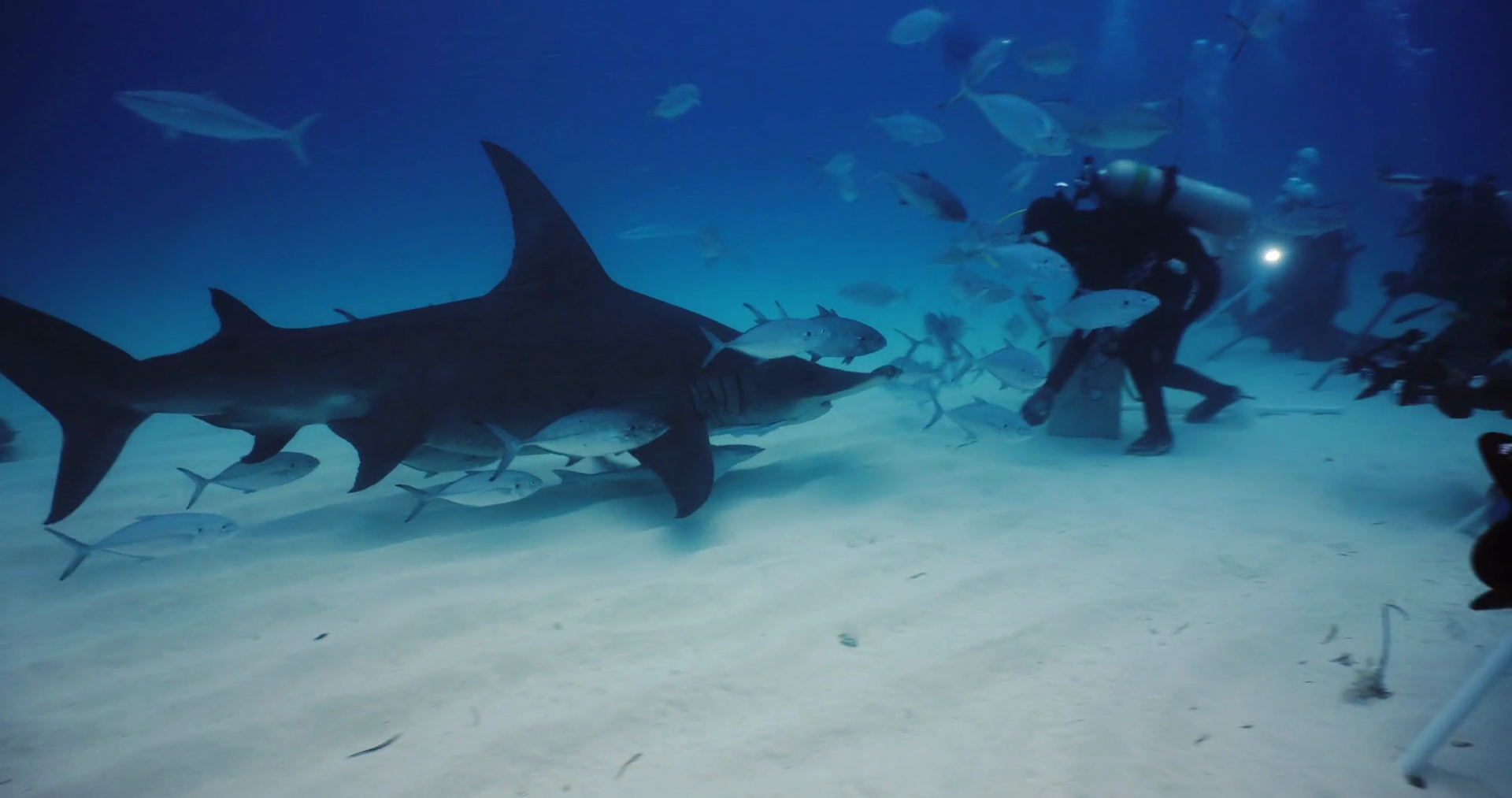 Underwater Shooting Of Sharks Swimming In Stock Footage SBV-348610997 ...