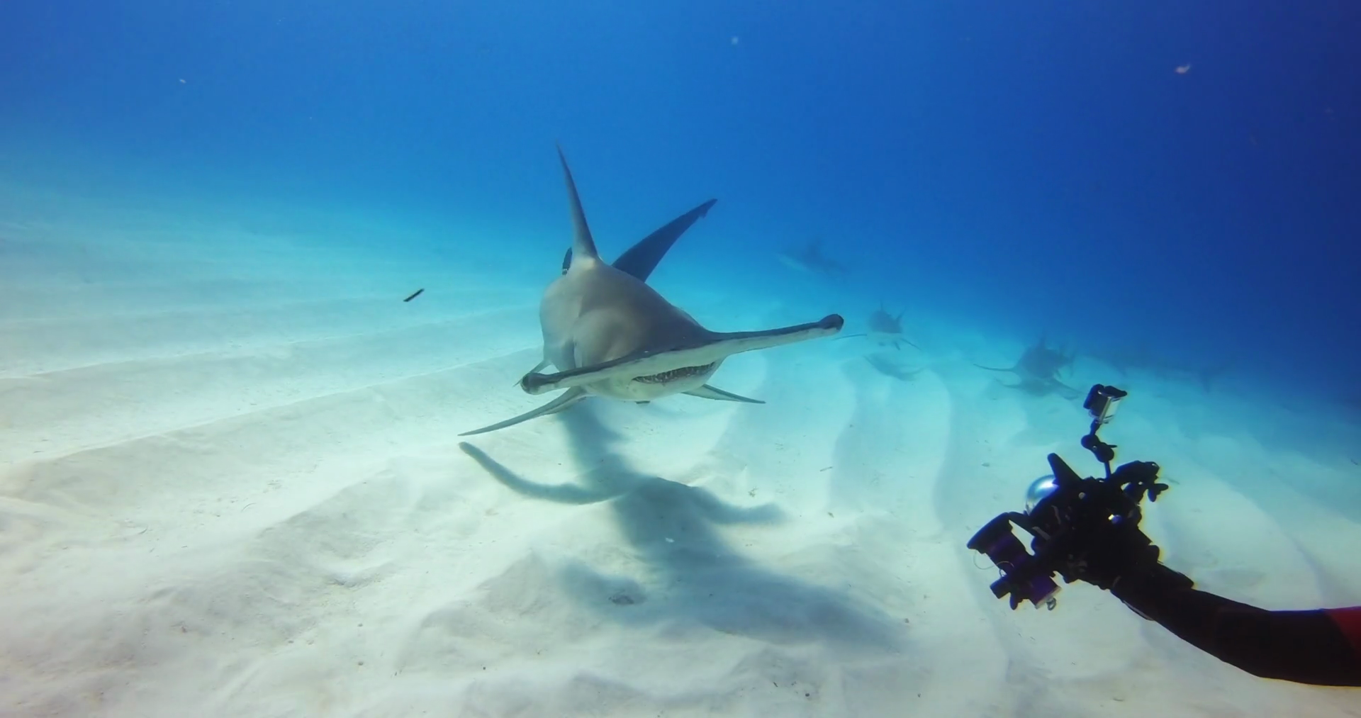 Underwater Shooting Of Sharks Swimming In Stock Footage SBV-348611179 ...