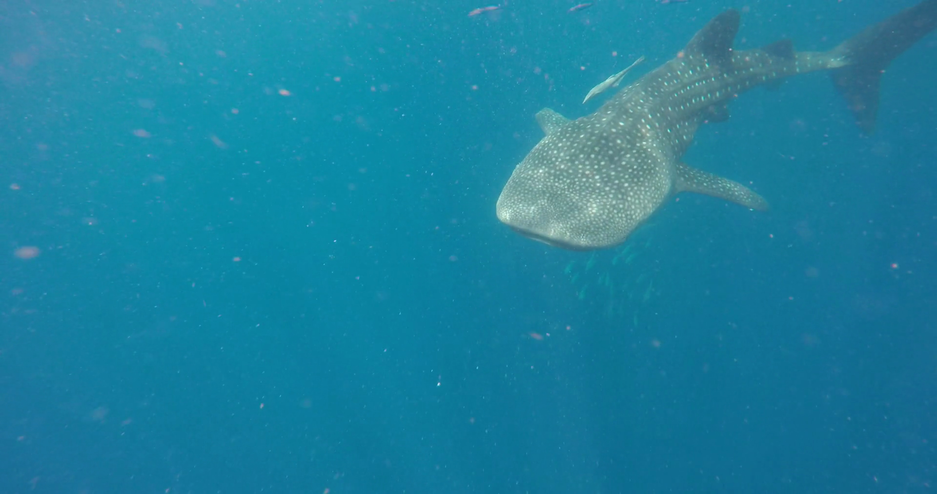 Underwater Shooting Of Sharks Swimming In Stock Footage SBV-348610964 ...