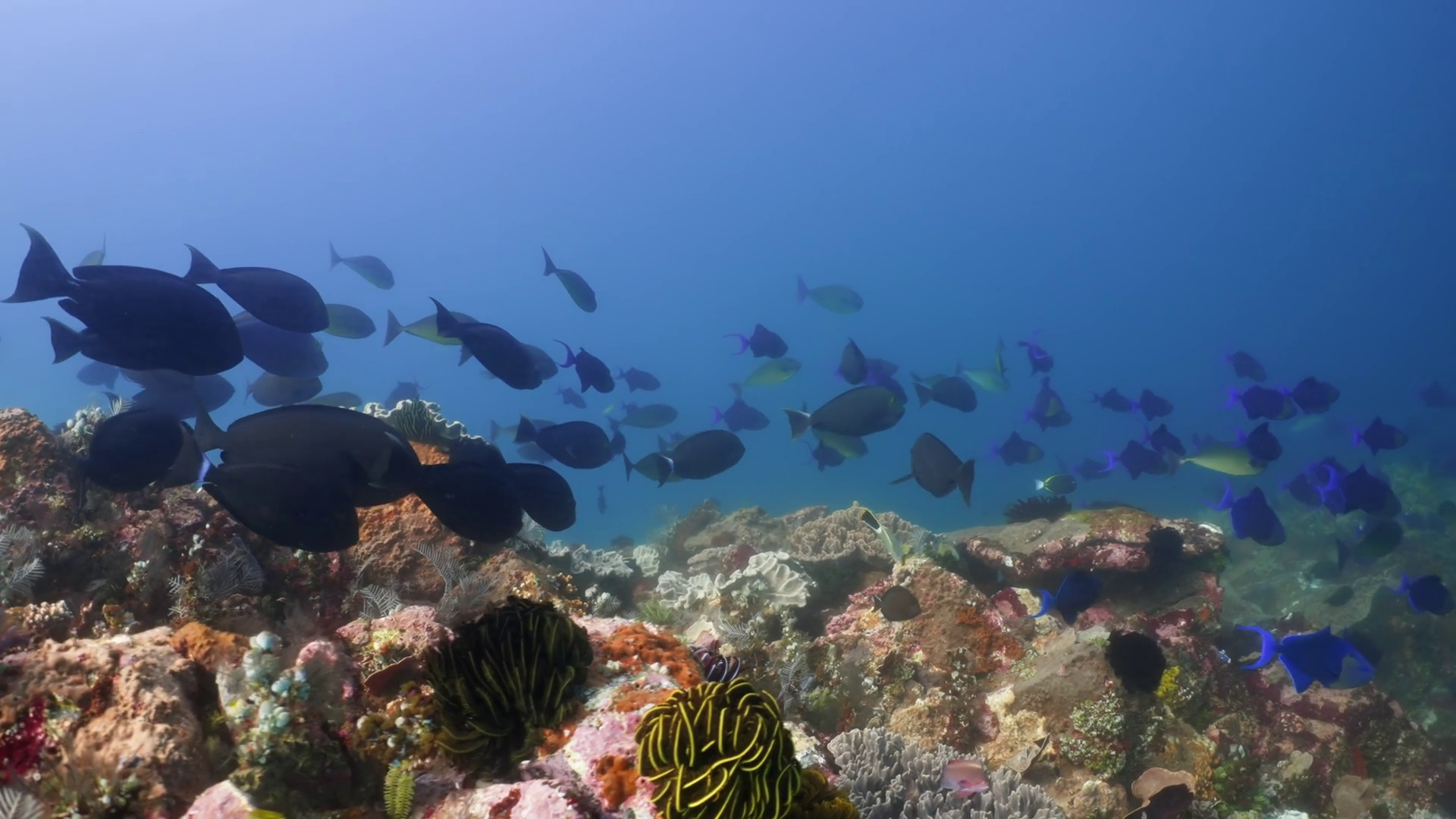 Big Shoal Of Surgeon Fish Over Tropical Reef Stock Footage SBV ...