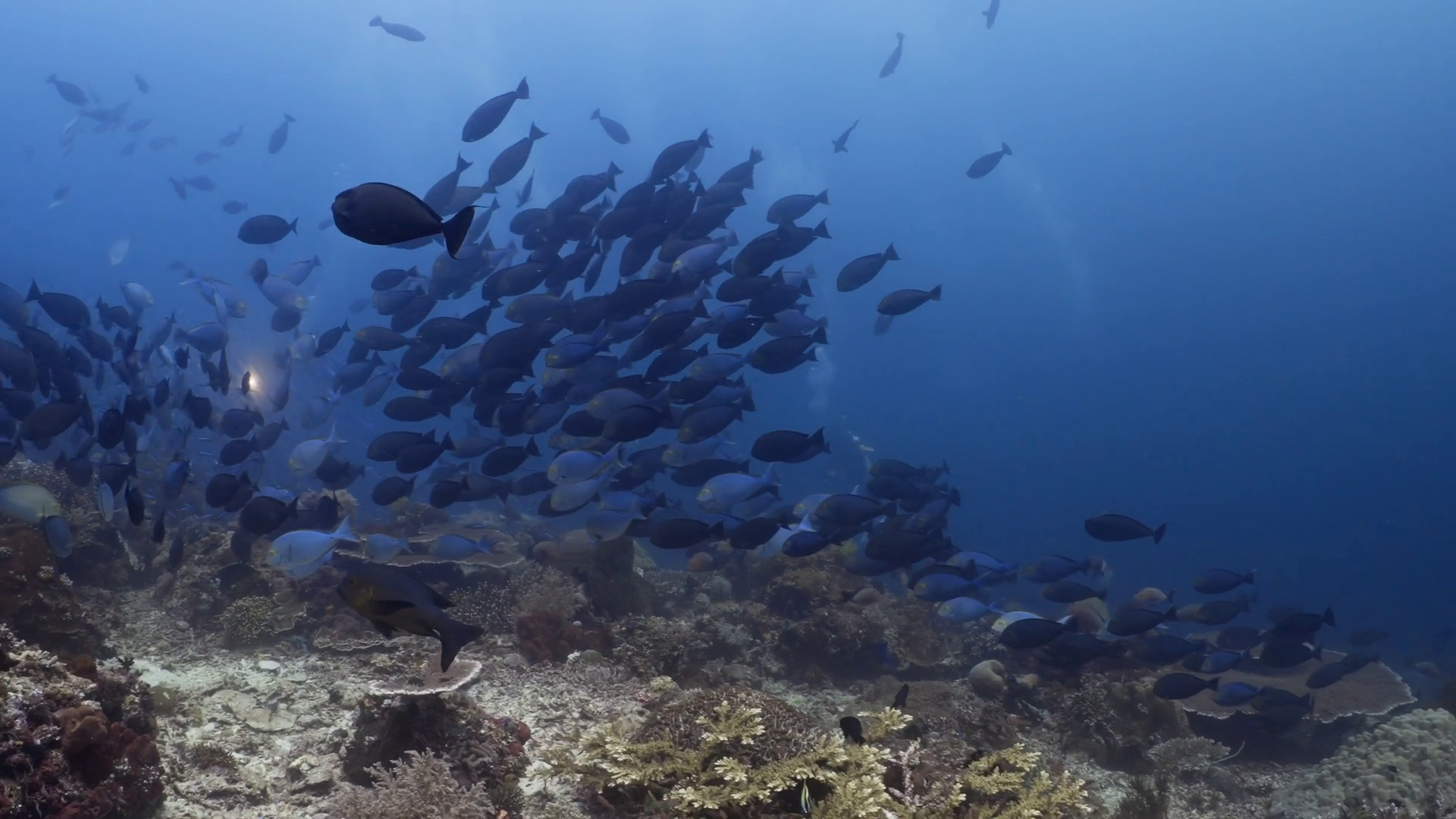 Big Shoal Of Surgeon Fish Over Tropical Reef Stock Footage SBV ...
