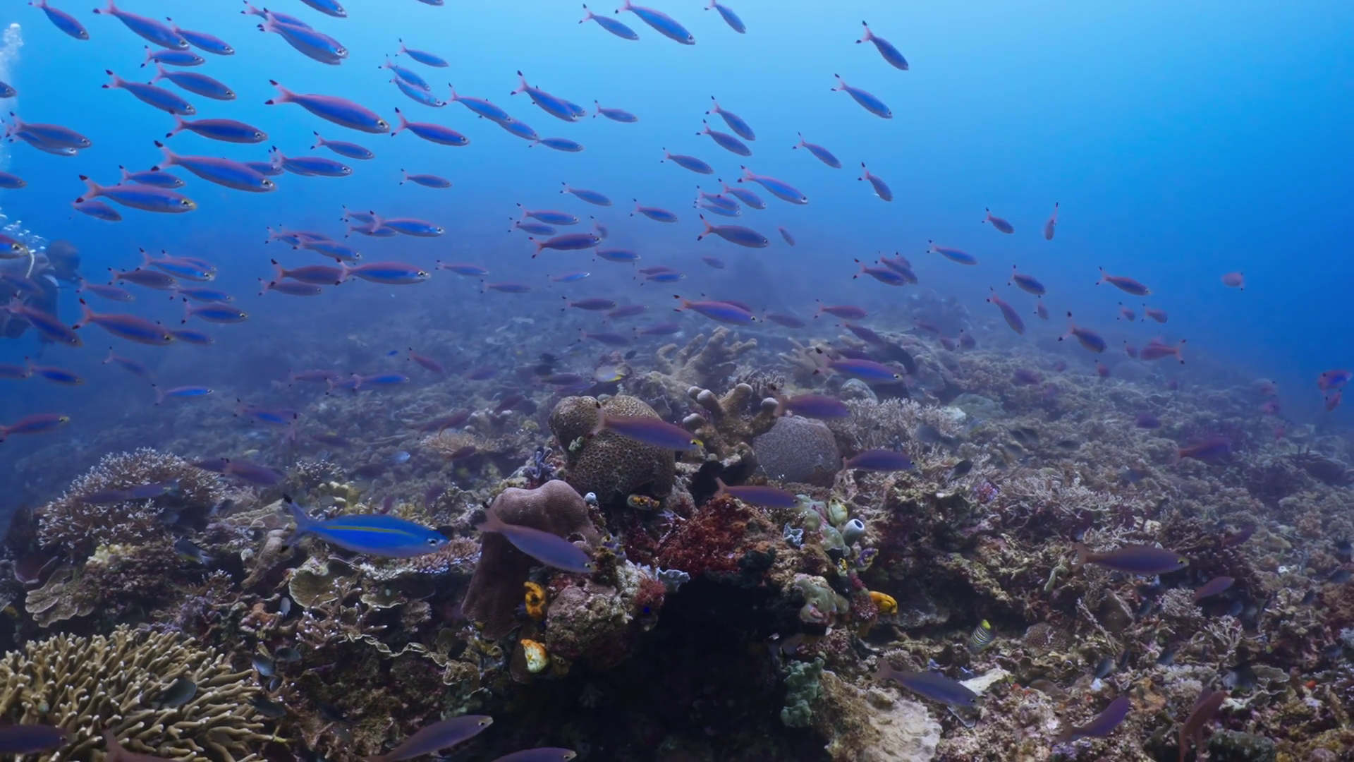Big Shoal Of Fusiliers Over Tropical Reef - Stock Footage SBV-352643906 ...