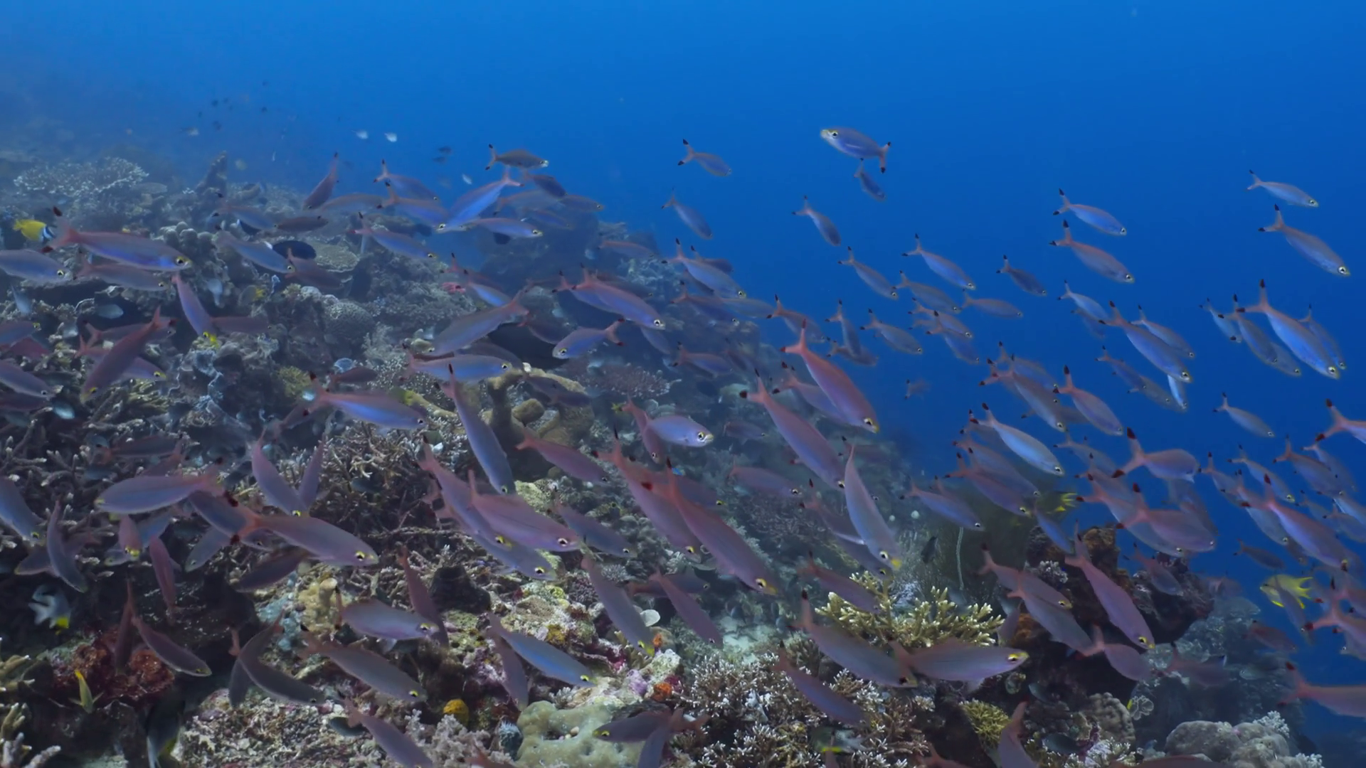 Big Shoal Of Fusiliers Over Tropical Reef - Stock Footage SBV-352643927 ...
