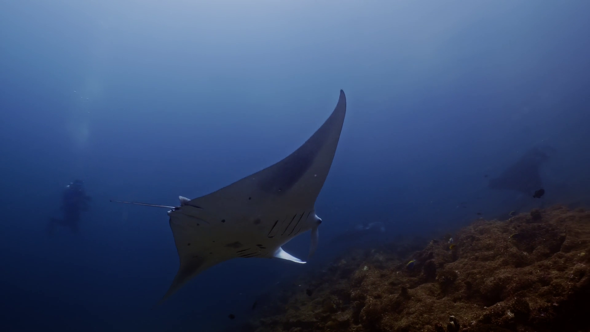 Manta Ray Over Cleaning Station - Tropical Stock Footage SBV-352643756 ...