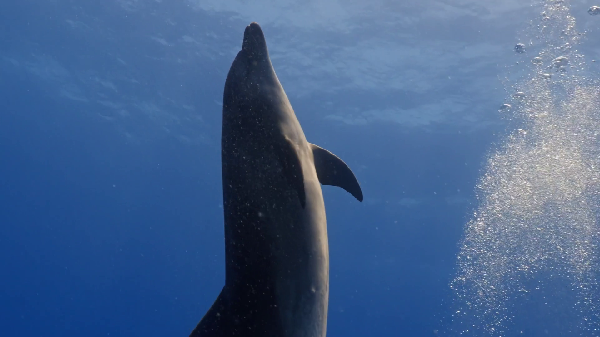 Big Dolphin Standing In Front Of In Closeup Stock Footage SBV-352794021 ...