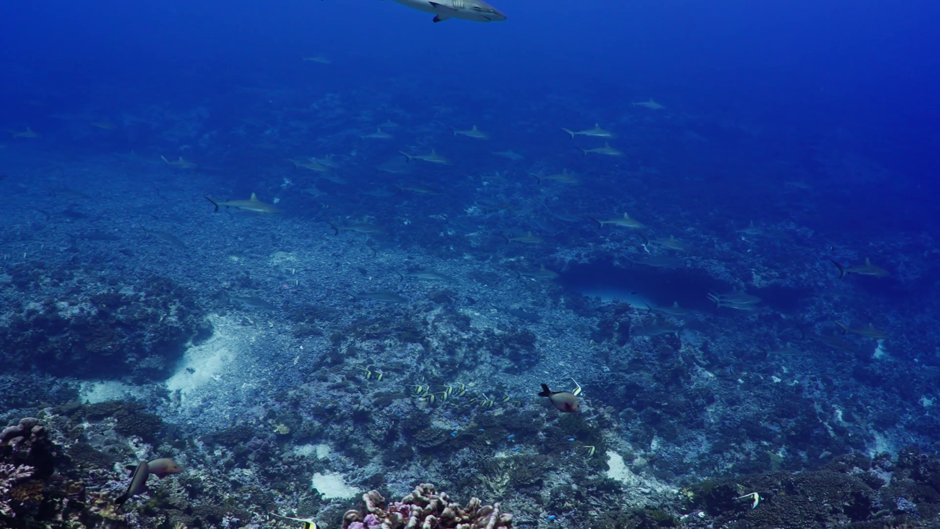 Wall Of Grey Sharks Over Reef - Fakarava Stock Footage SBV-352799166 ...
